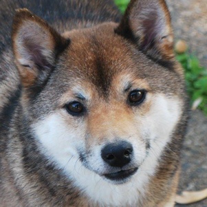 Doge | Odin Landing Page Project